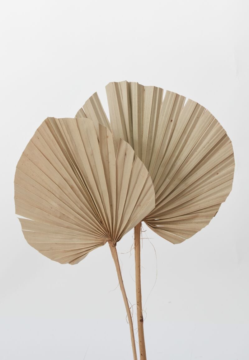 Dried Rounded Fan Palm – Megan Molten