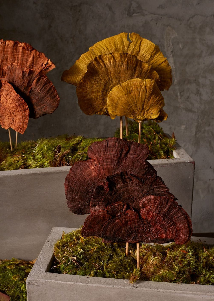 Sponge Mushroom Stem Golden – Megan Molten