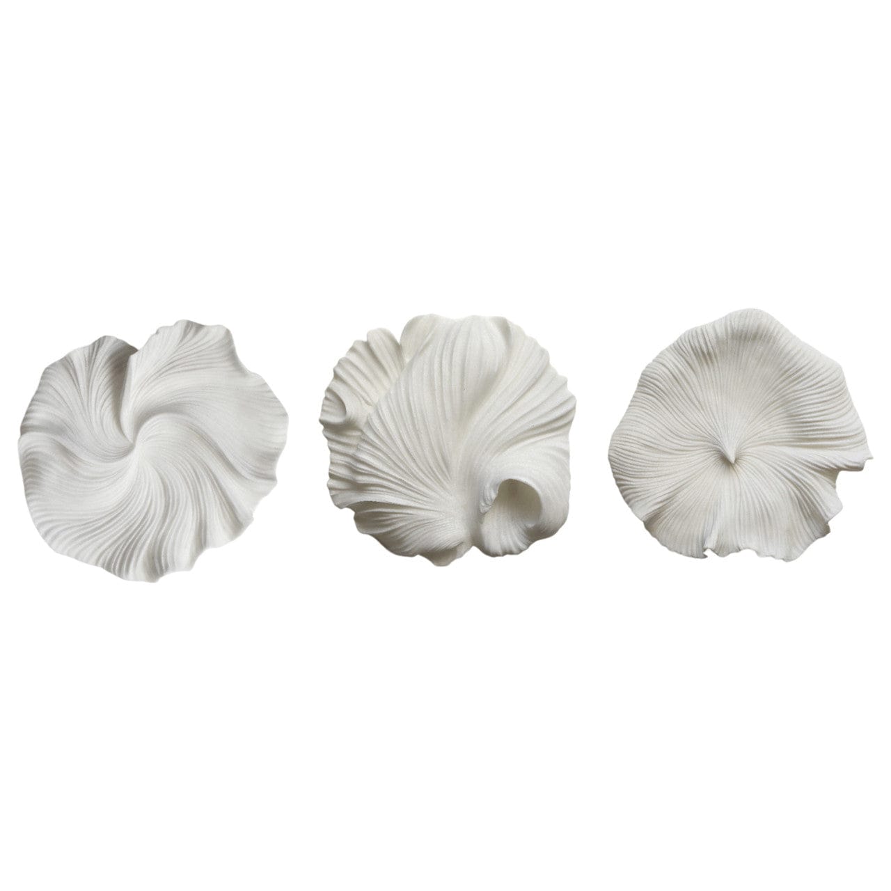Majorca Shell Wall Decor – Megan Molten